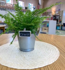 Creating an Enriching, Reggio-Inspired Classroom Space - Research and Play